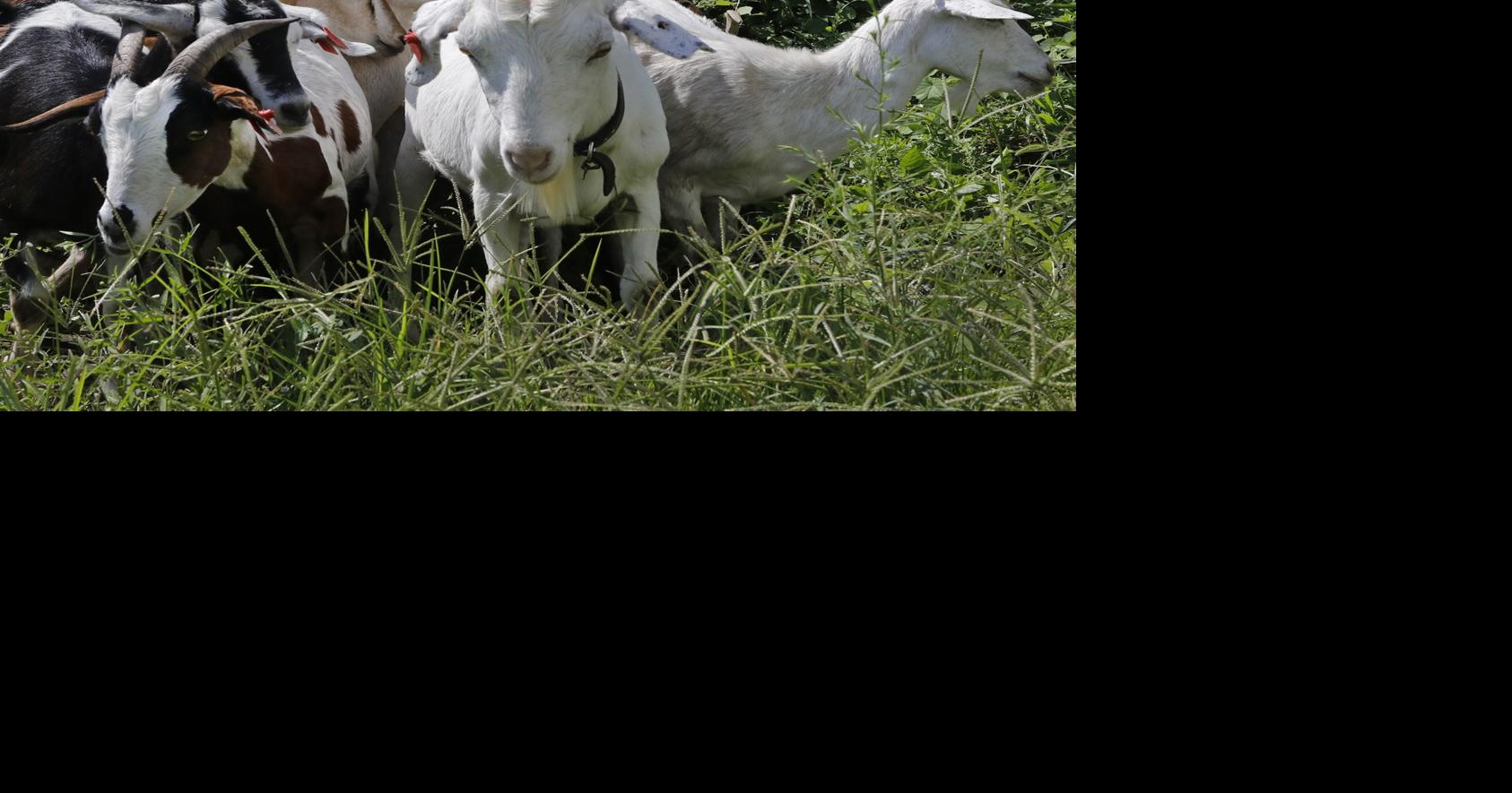 Goats horn in on some of St. Louis’ overgrown yards, make hay of weeds