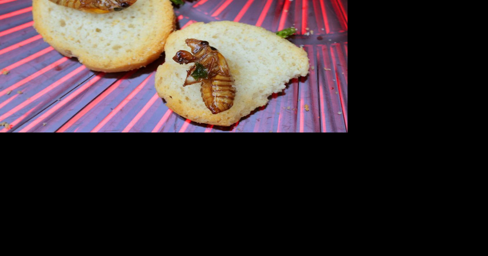 Cicada cooking class at Sachs Butterfly House