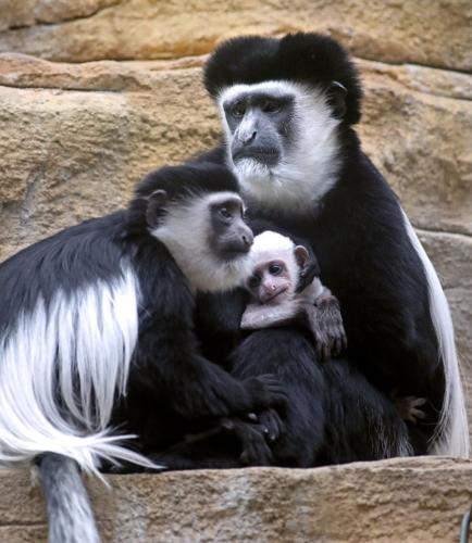 It's a boy! St. Louis Zoo announces birth of healthy colobus monkey