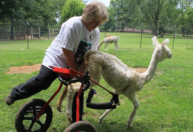 Alpaca in wheelchair is inspiration for old and young