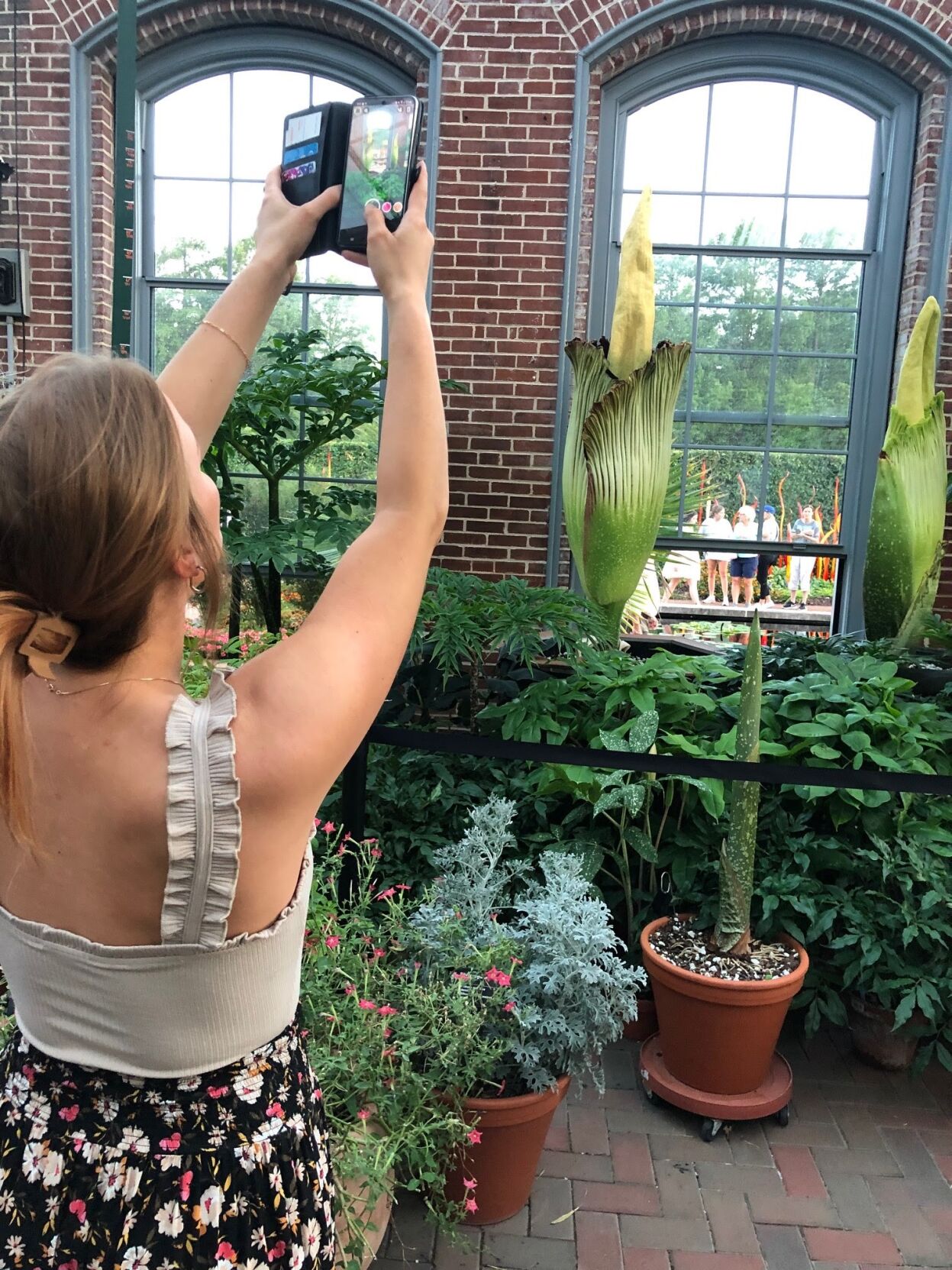 Second corpse flower blooms in one week at MoBot; stench to follow