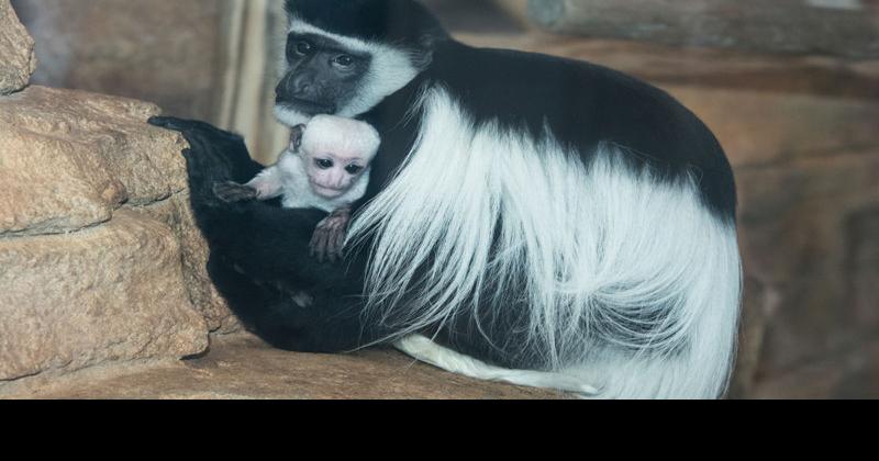 St. Louis Zoo welcomes a new baby girl: Willow, a white colobus monkey