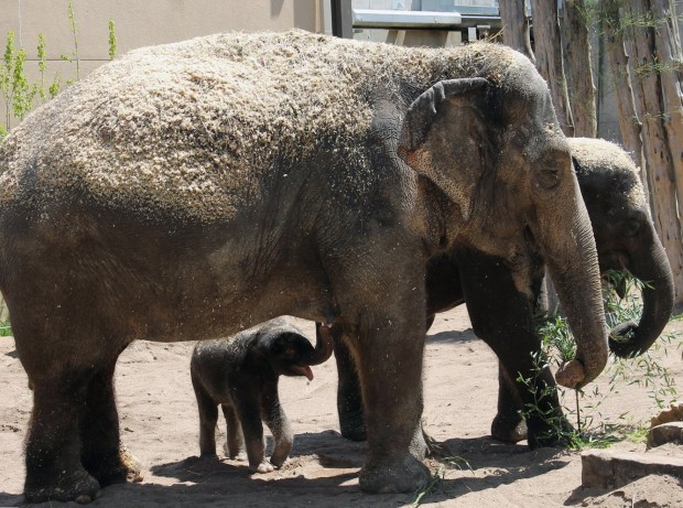 Zoo elephants getting fat, study says. Or is that curvy?