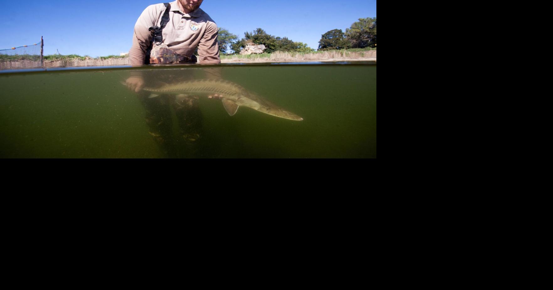 ‘Too darn valuable’: How the fight to save endangered species on the ...