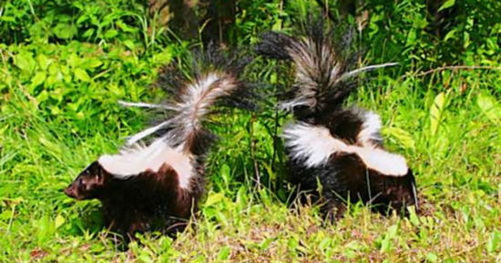 What To Do If A Wild Animal Enters Your Home what-to-do-if-a-wild-animal-enters-your-home