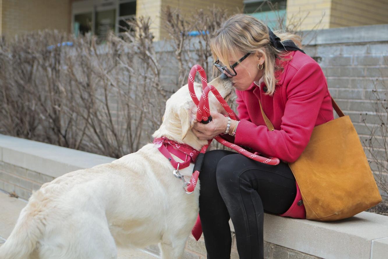 First yellow Lab rescued this week by Humane Society of Missouri is ...