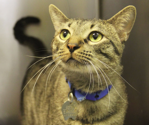 Pet of the Week: Sinatra, a 1-year-old shorthair cat