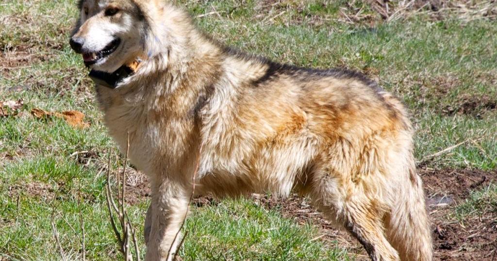 STL wolf takes second shot at wild romance
