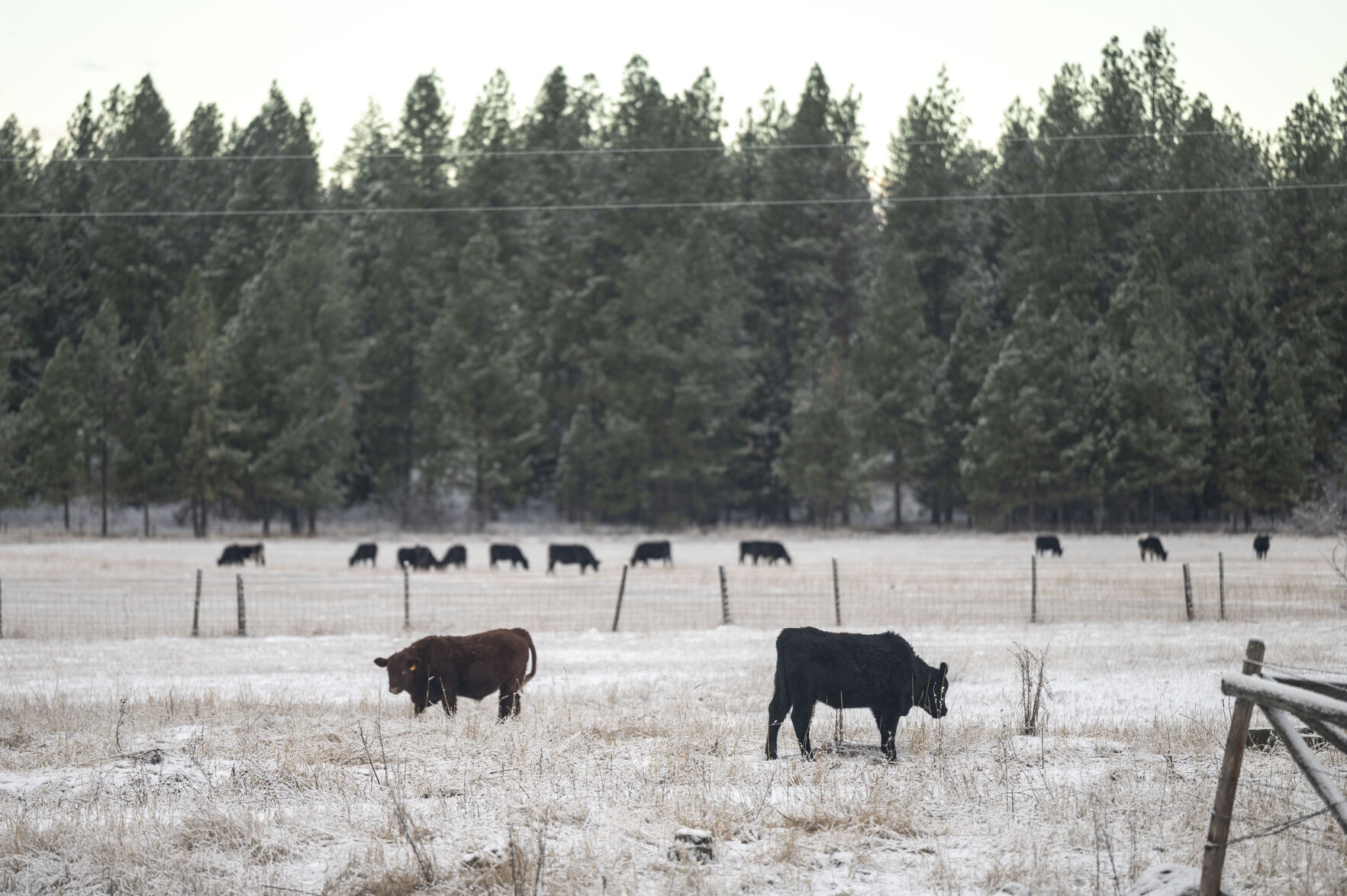 Paramount Network's 'Yellowstone’ changed Montana ranching
