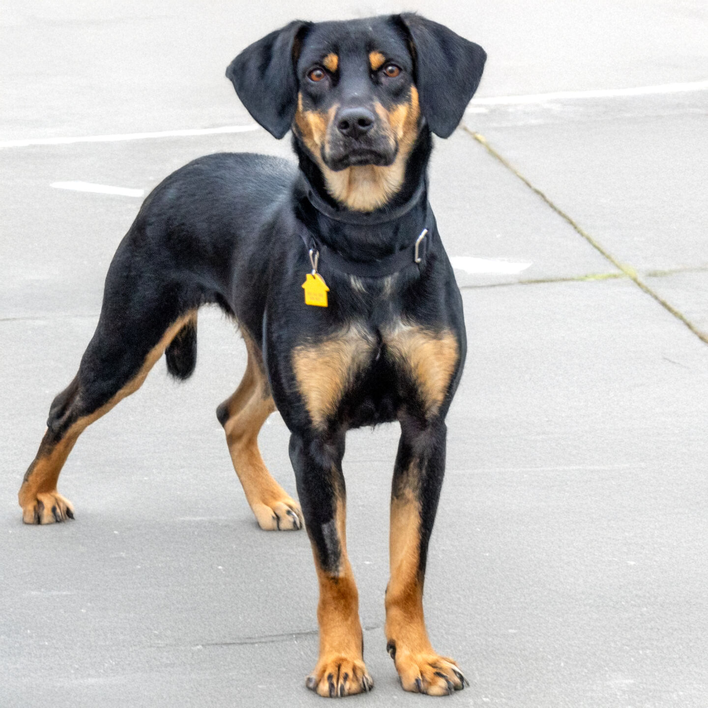 Meet our pets of the week: A husky, a coonhound mix and a goat