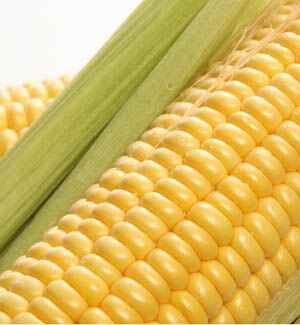 French authorities reject Monsanto-linked corn study