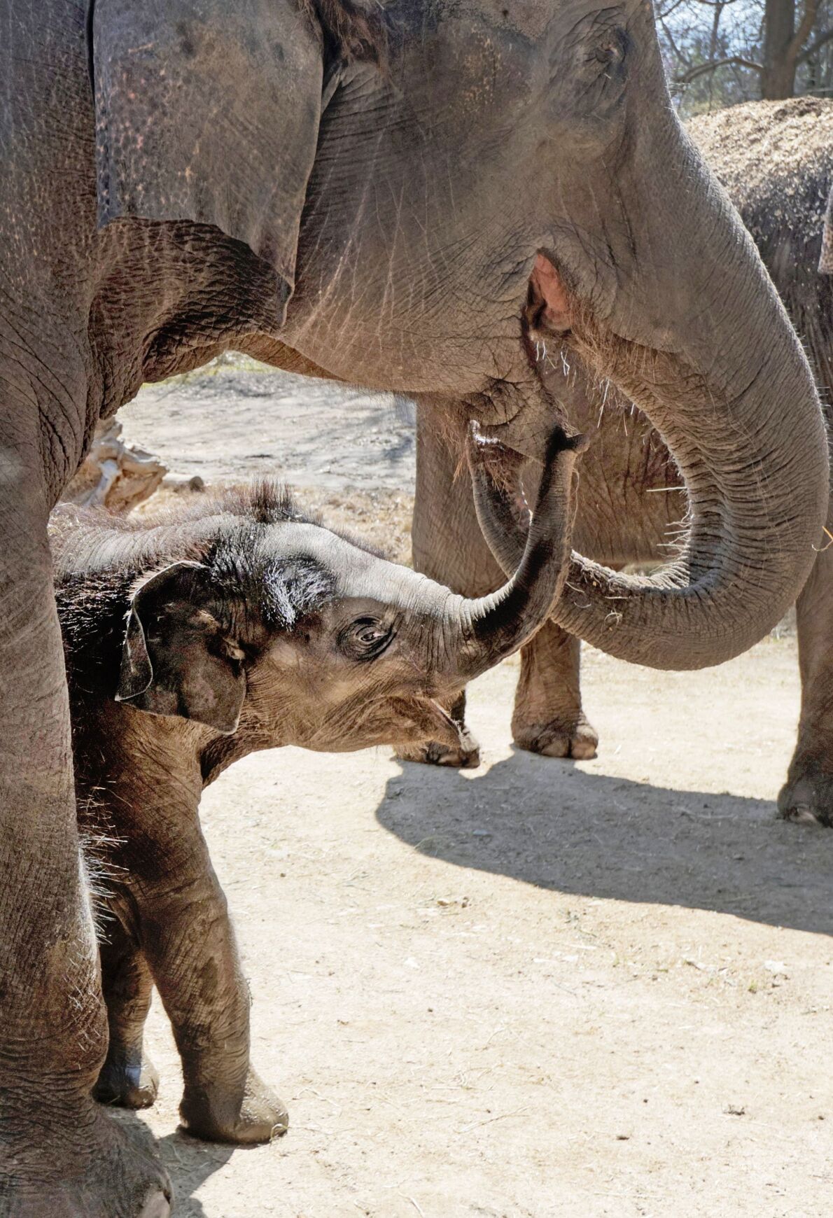 Photos: Baby Asian elephant Jet just weeks away from public debut at St. Louis Zoo