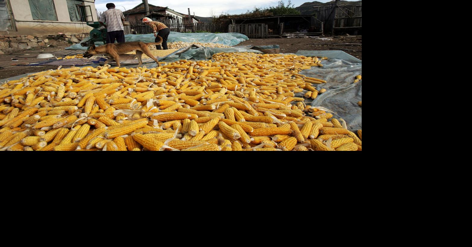 Beijing biotech firm banks on genetically modified corn in race to be ...