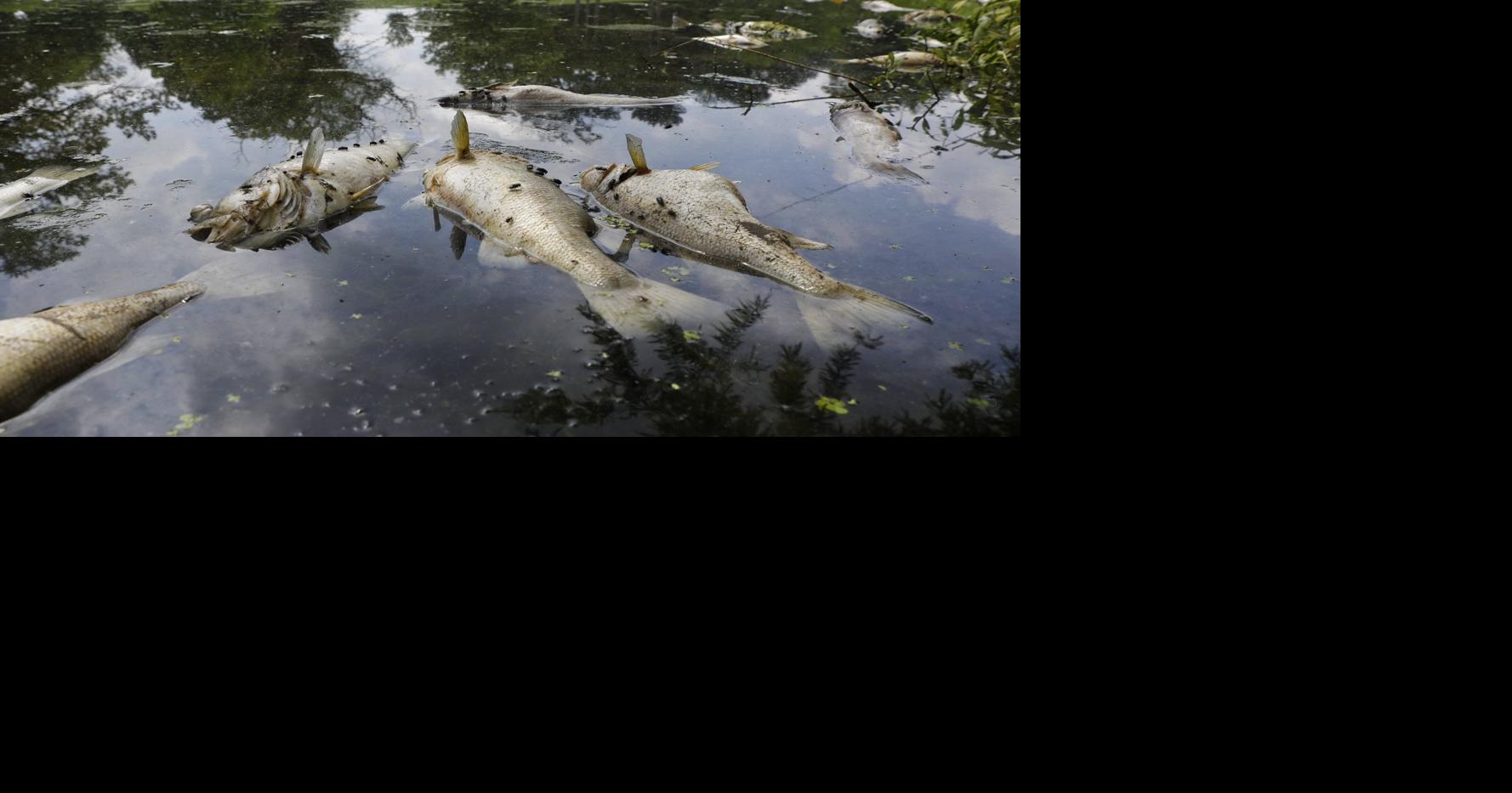 Algae bloom gets blame for fish kill in St. Louis' Carondelet Park