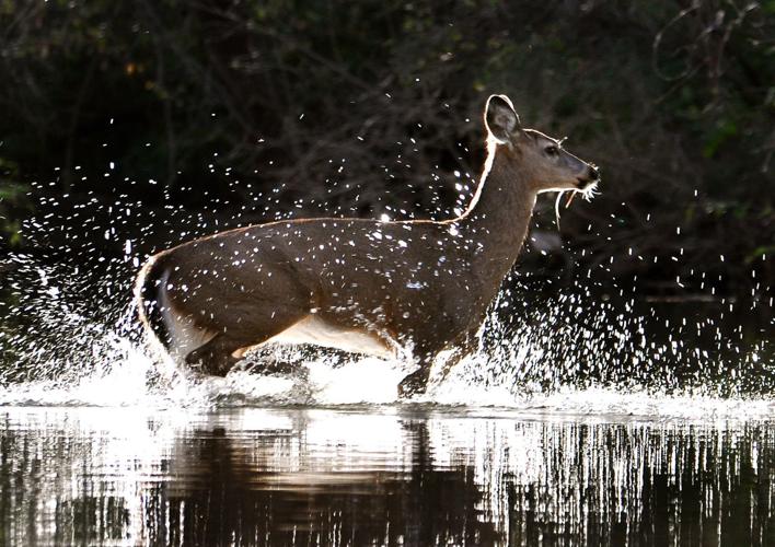 Wild Missouri: photographer captures elusive animals