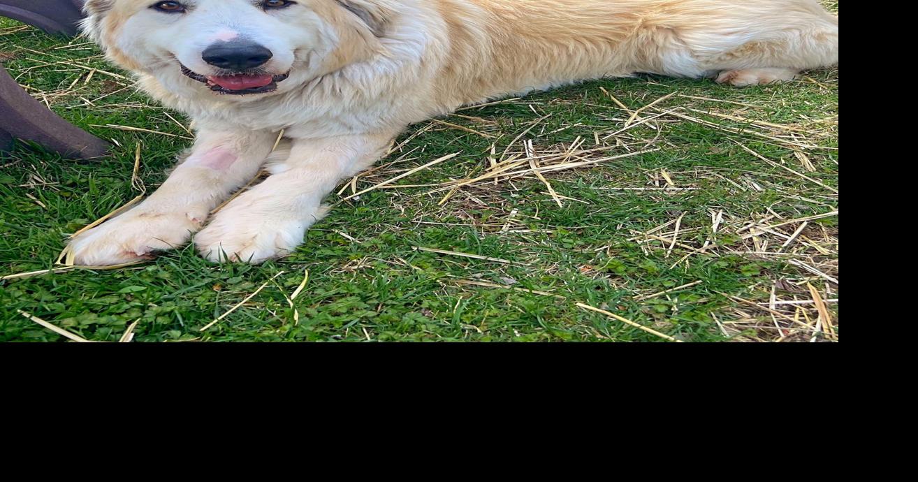 Meet our pets of the week: A great Pyrenees, a horse and a cat