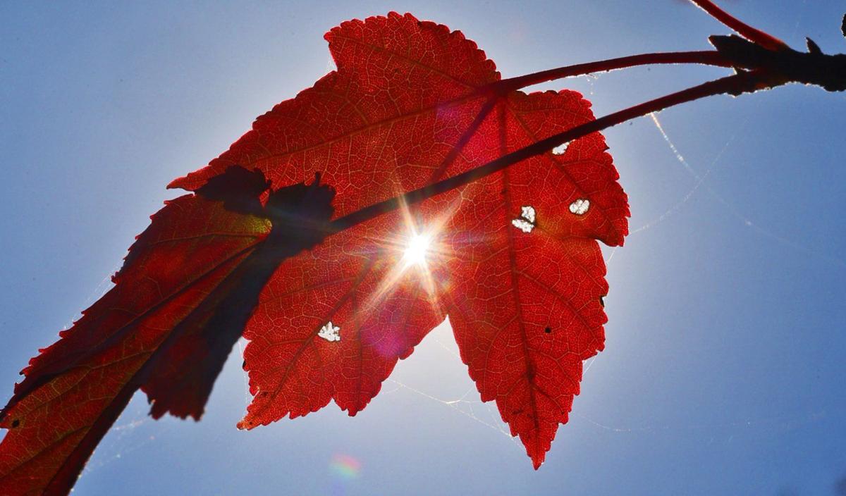 Premature color on maple means it's under stress