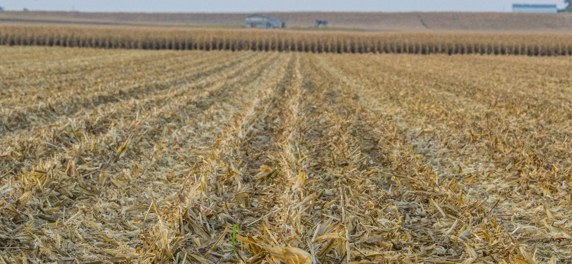 Lawsuits against seed-corn companies shed light on rising use of labor ...