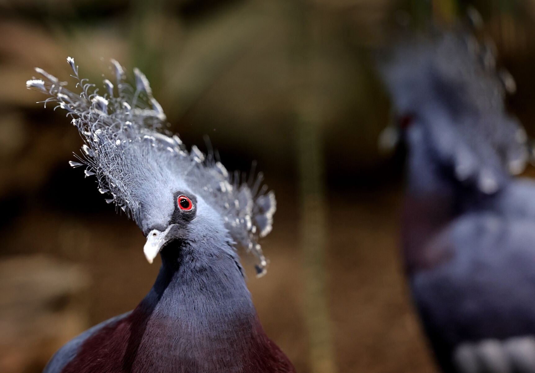 St. Louis Zoo Bird House will close for $6.2 million renovation