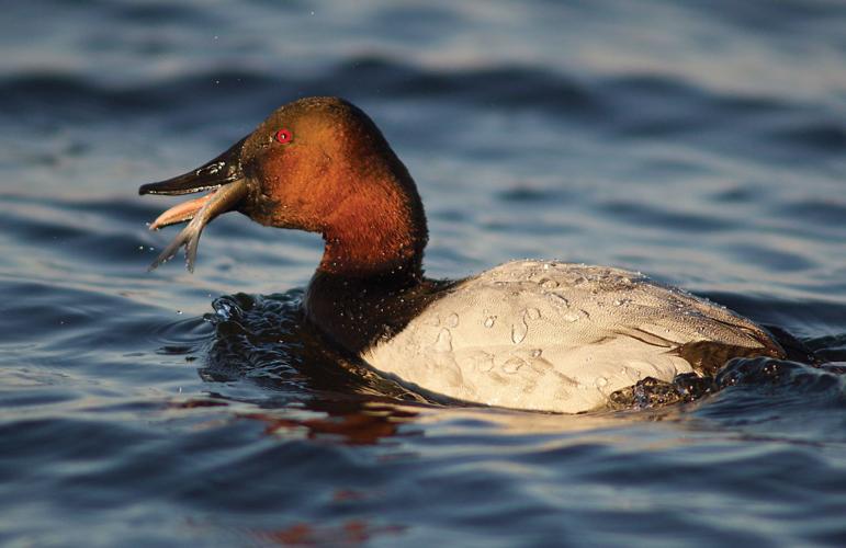 Wild Missouri: photographer captures elusive animals