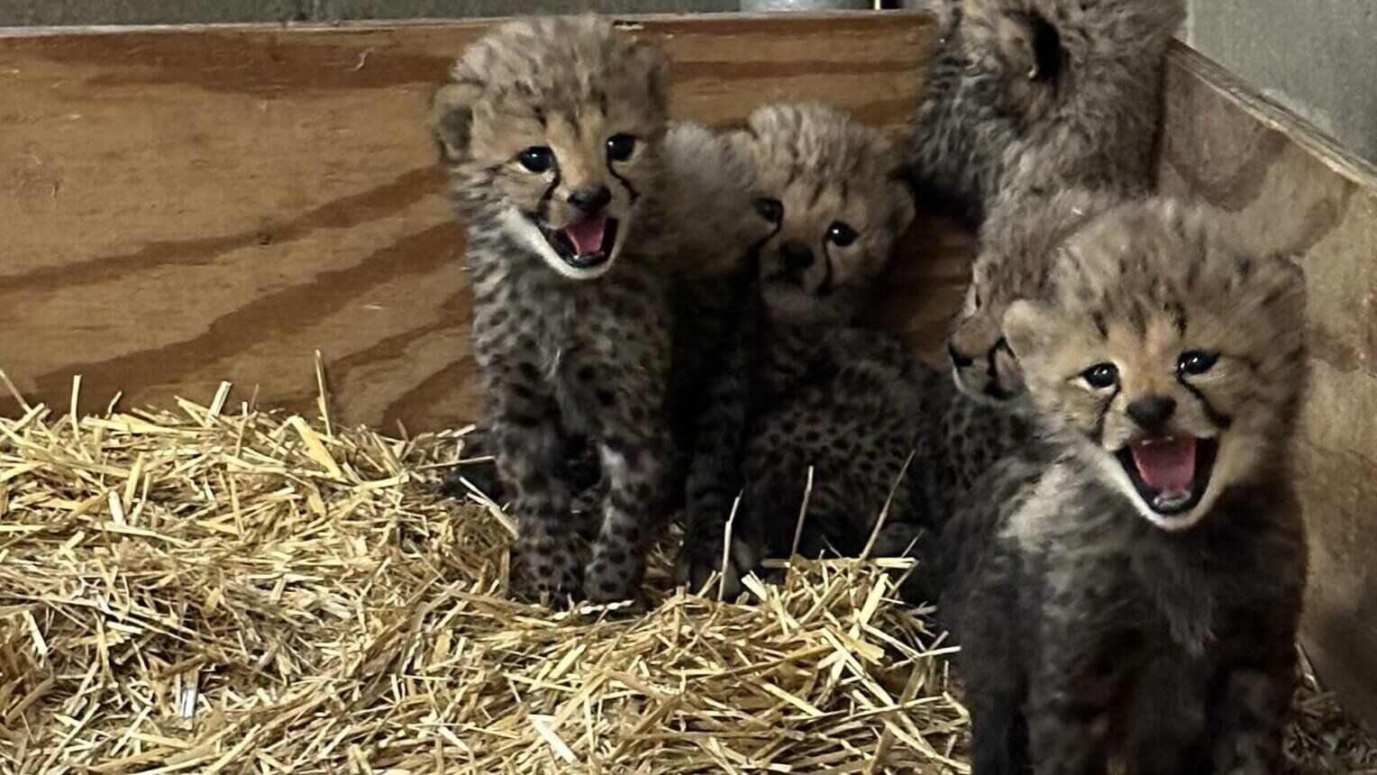 Five cheetah cubs are born at the St. Louis Zoo