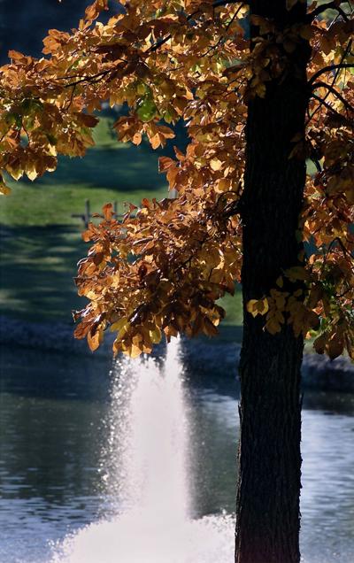 Elm tree's 'seeds' may be bug droppings