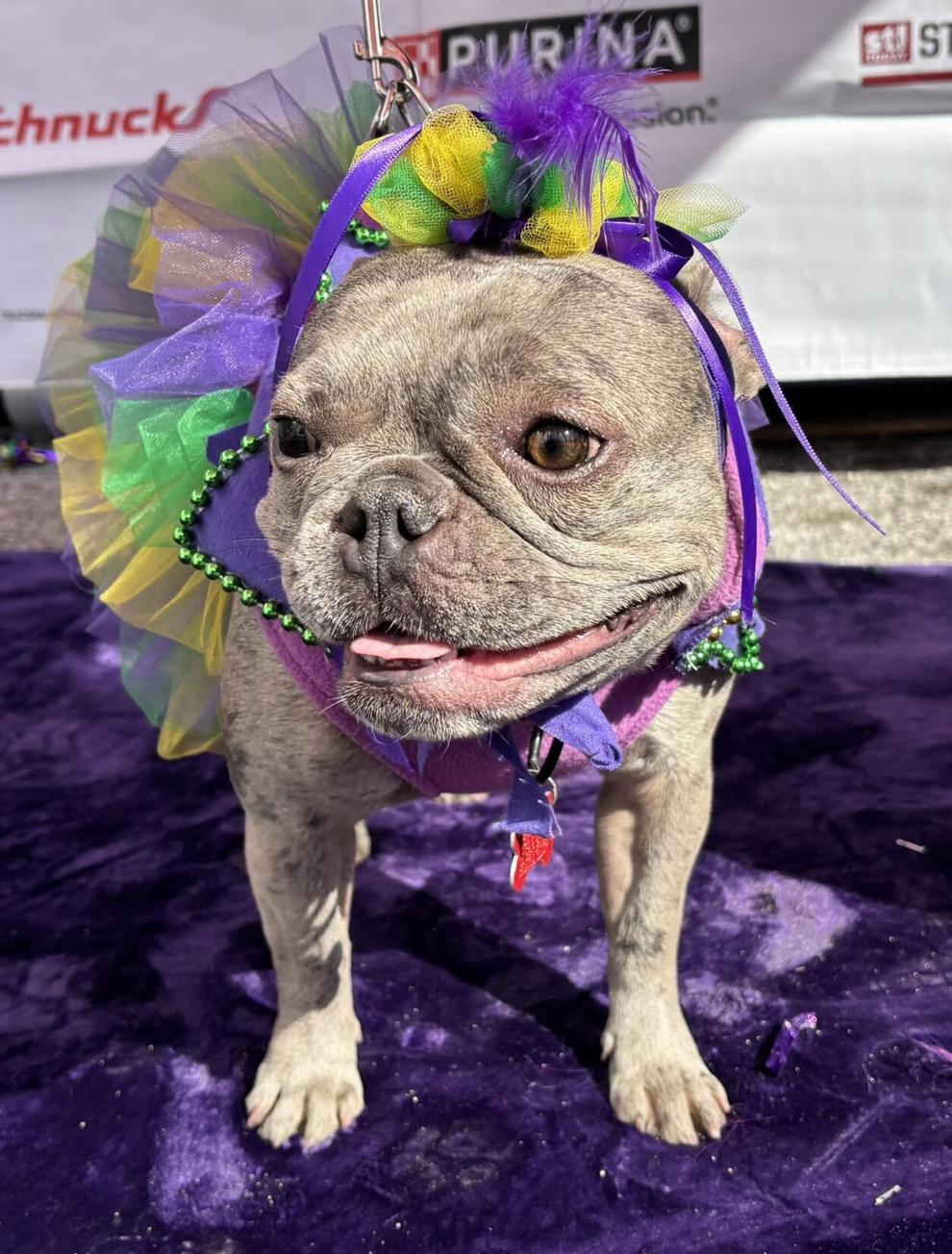 Check out the best of the best from the 2025 Purina Pet Parade