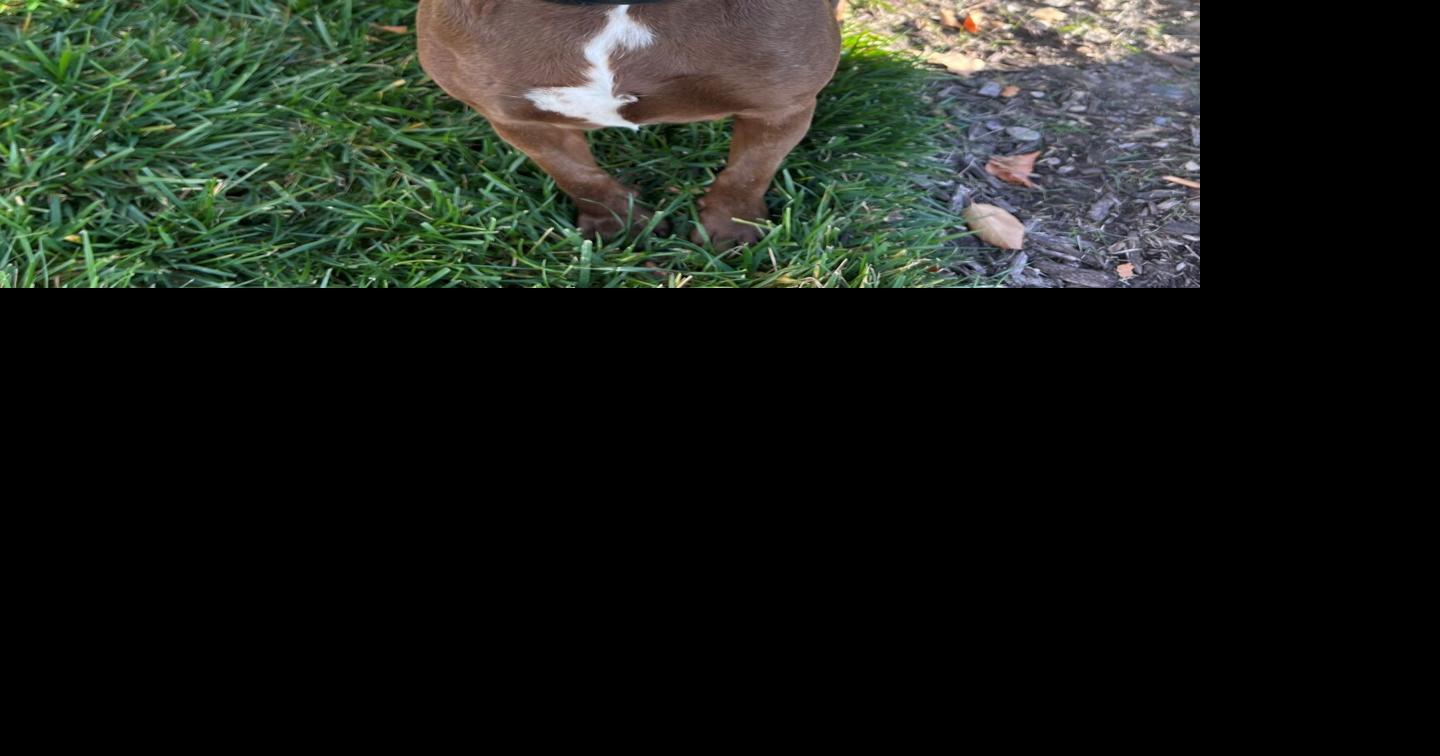 Humane Society of Missouri pets for adoption