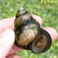 Chinese mystery snails on the move in Missouri