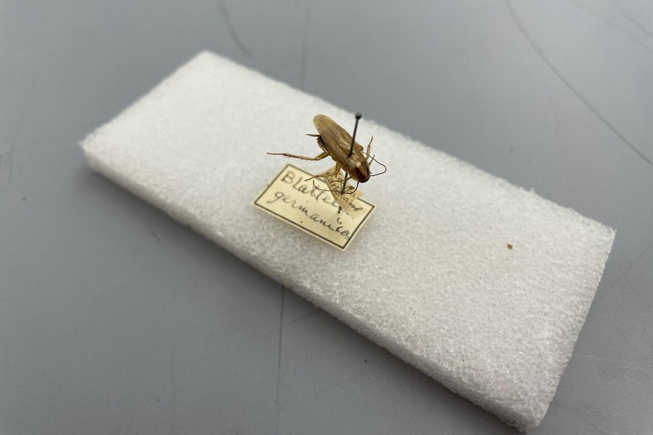 Scientists study how cockroaches spread around the world