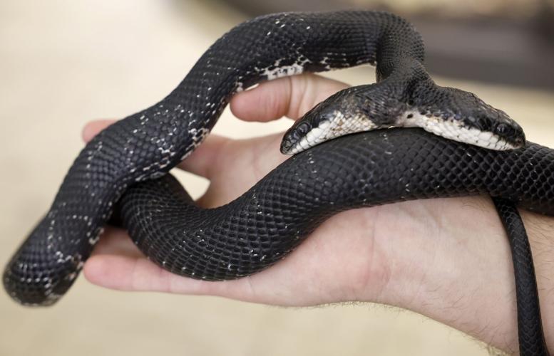 Two-headed snake on display at Powder Valley