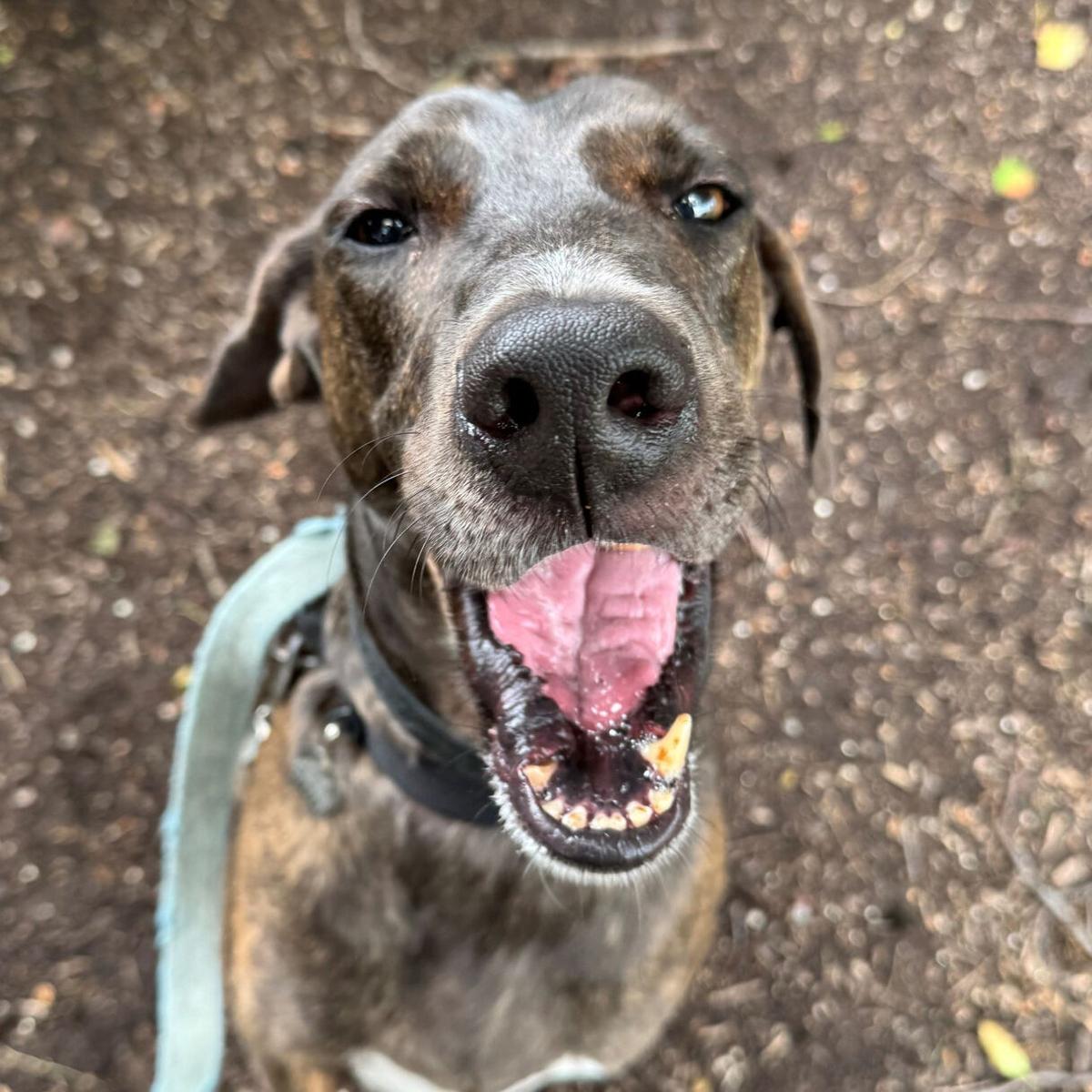 Meet our pets of the week: A pit bull mix, a Plott hound mix and a ...