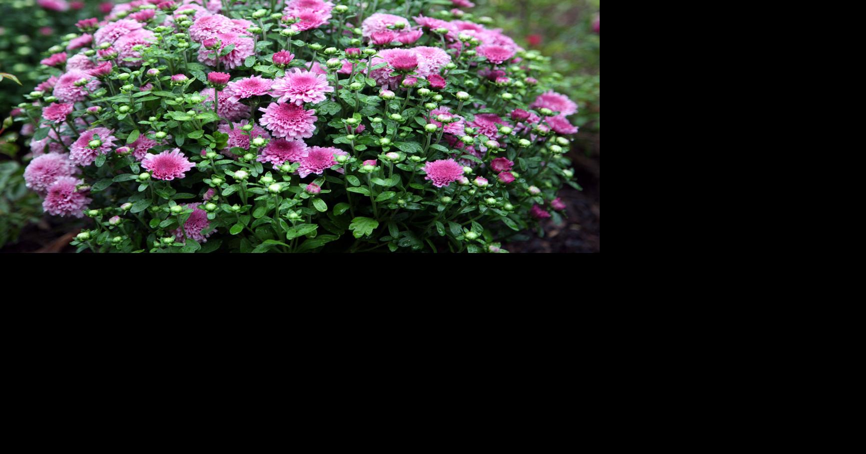 Hardy mums require pinching, frequent division