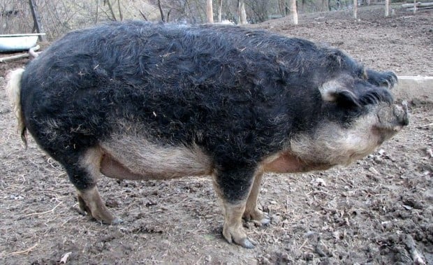 Rare pig breed piques chefs' interests