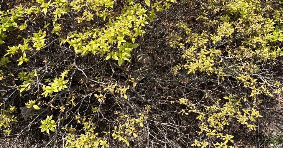 Stress on azaleas may be due to iron chlorosis