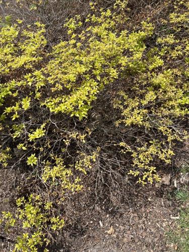 Stress on azaleas may be due to iron chlorosis