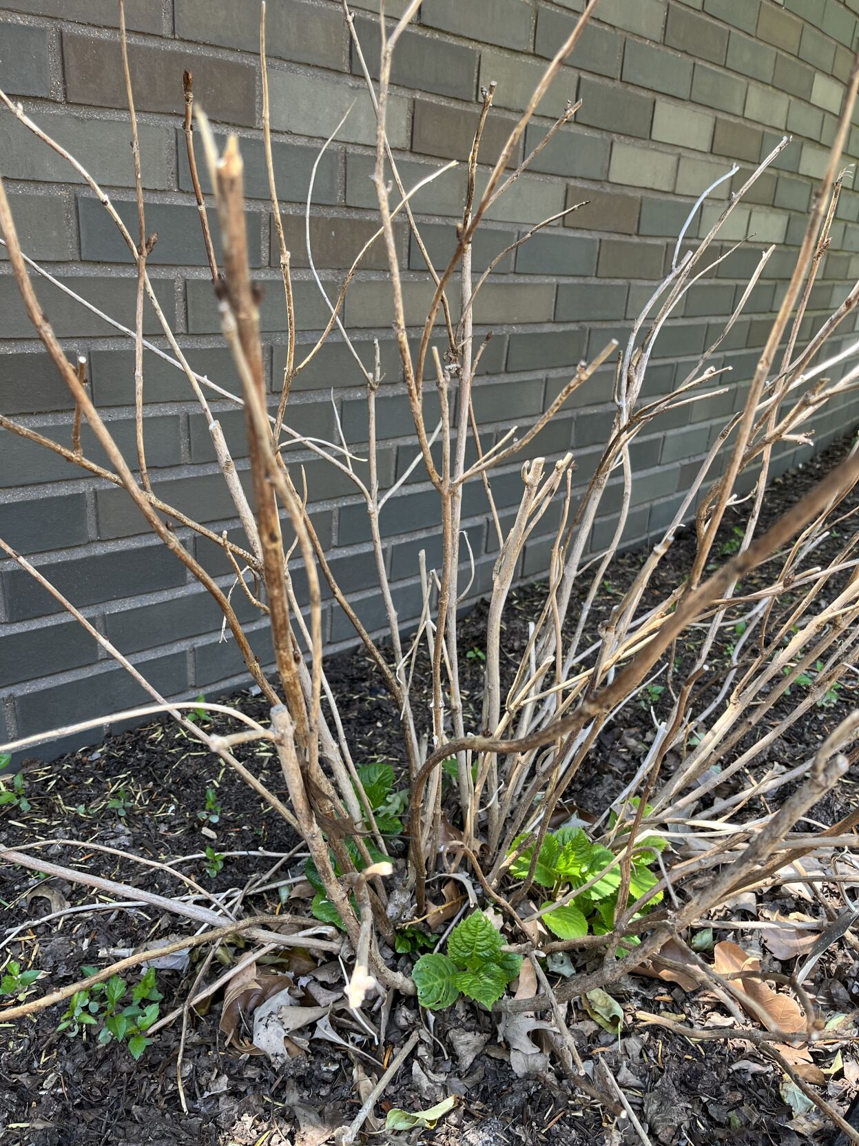 Prune bigleaf hydrangeas back if you don't see live buds by now