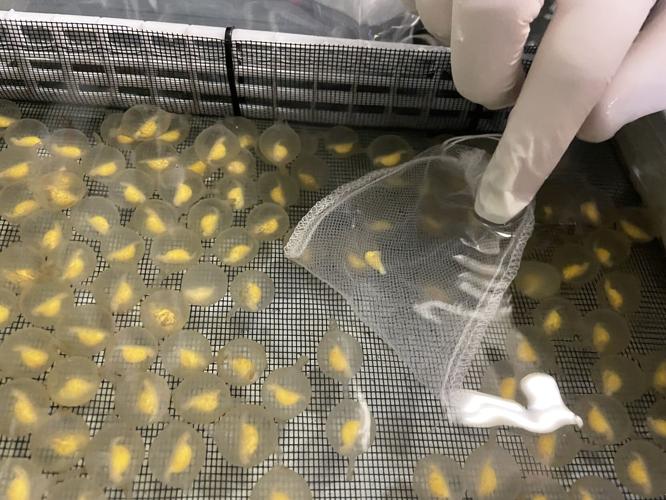 First Ozark hellbender raised in captivity, at the St. Louis Zoo ...