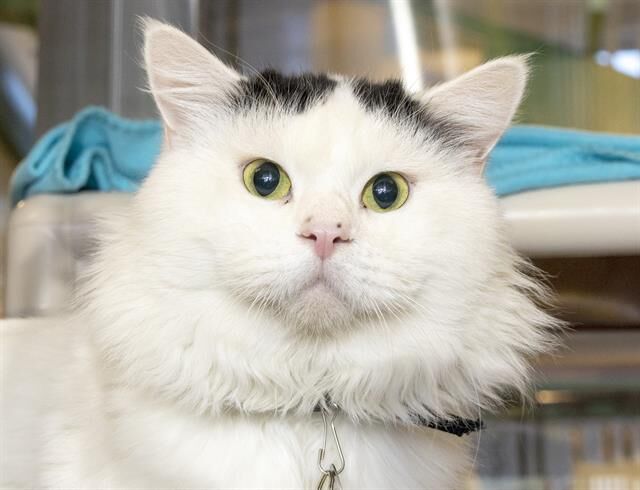 Humane Society of Missouri pets for adoption