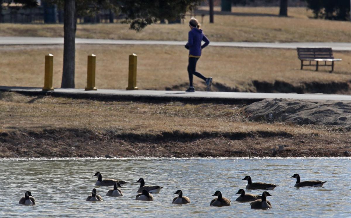 Faced with a goose poop problem, Festus targets the eggs | Metro ...