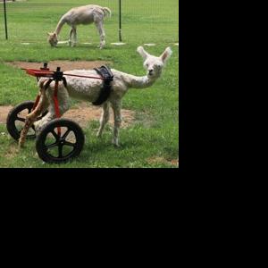 Alpaca in wheelchair is inspiration for old and young