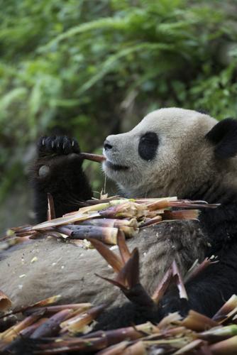Imax film 'Pandas' gets up close with endangered bears