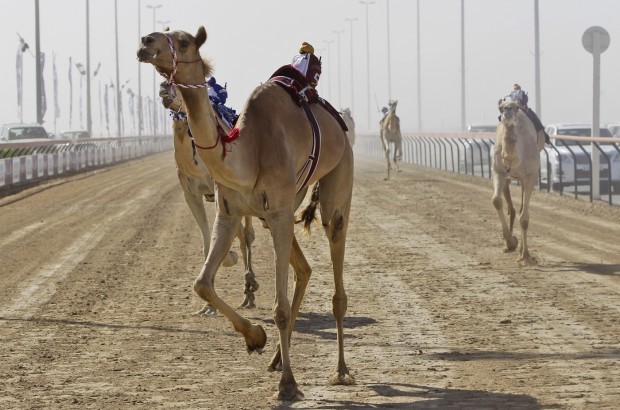 Gulf Arabs give camel racing modern facelift