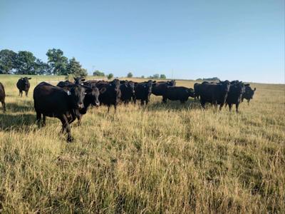 Hay scammers trick Missouri farmers into buying nonexistent bales
