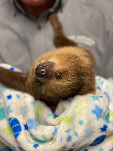 Slow start? Join Coconut the baby sloth for breakfast at the St. Louis ...