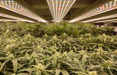 Missouri gets 2,000 applications for cannabis microbusiness licenses ...