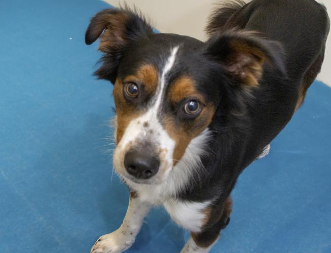 Humane Society of Missouri pets for adoption