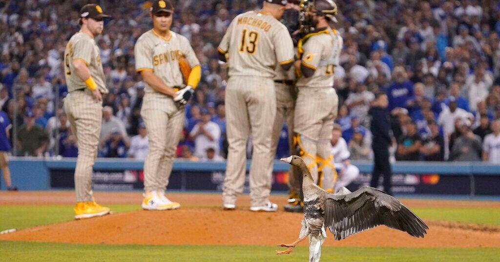 Goose on loose causes delay at Padres-Dodgers playoff game