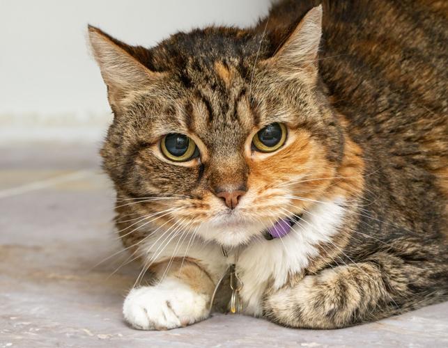 Humane Society of Missouri pets for adoption