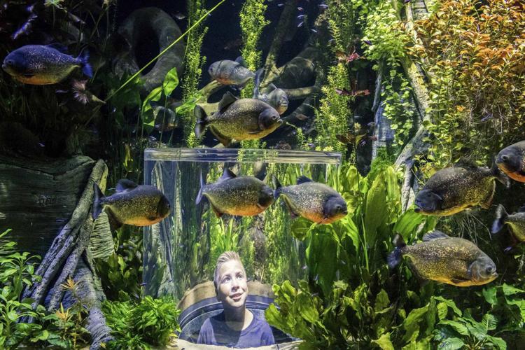 Massive wildlife museum and aquarium opens in Springfield, Mo.